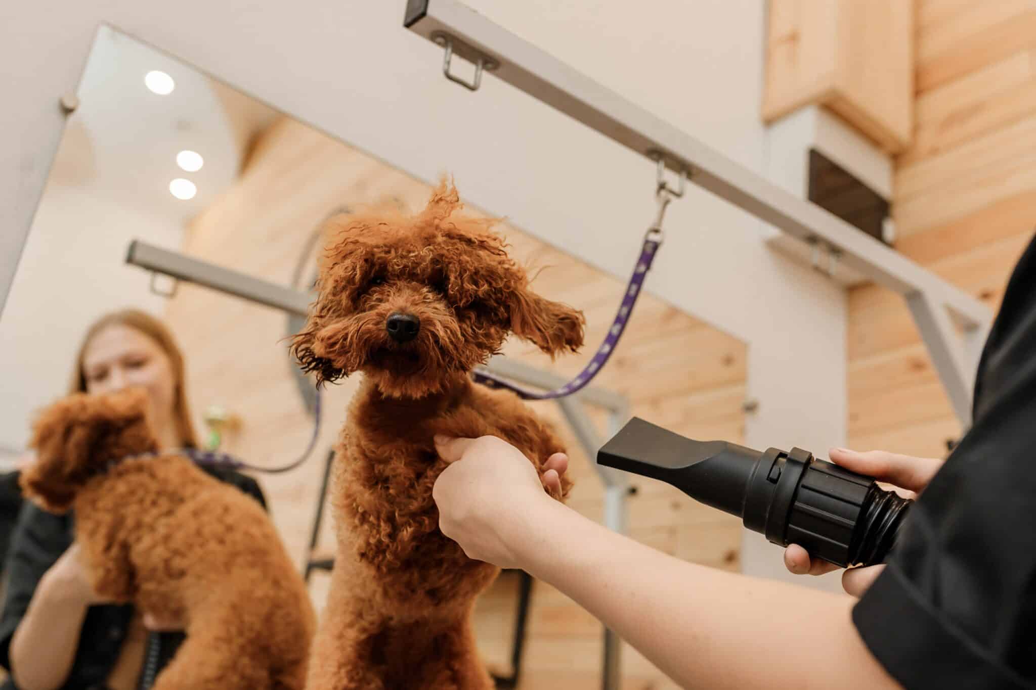 Amandas hundeklip: Hundesalon og hundefrisør tilbyder hundeklip · Amandas Hundeklip
